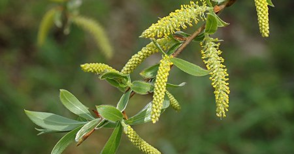 Mugurii de Salcie - un mugure cu calitati sedative - Biaplant
