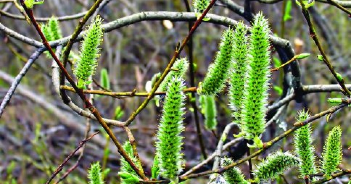 Mugurii de Mesteacan - cu efecte diuretice si antibiotice - Biaplant