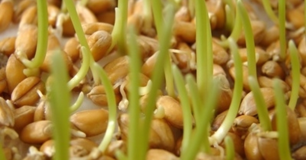 Germenii de Grau - un aliment valoros - Biaplant