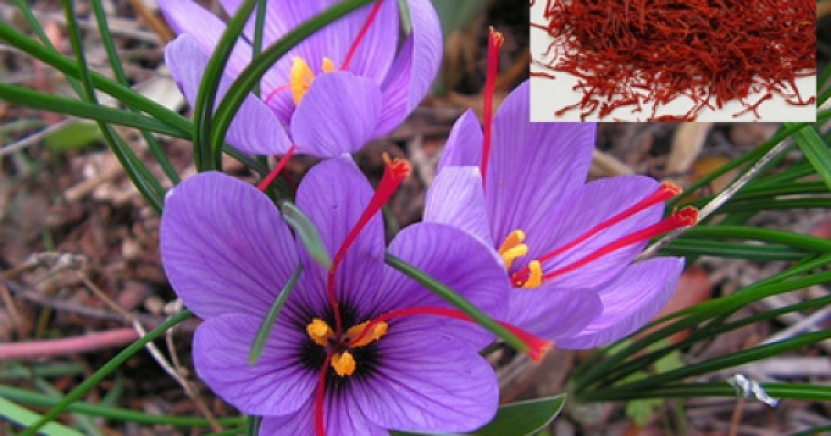 Sofranul - un condiment medicament - Biaplant