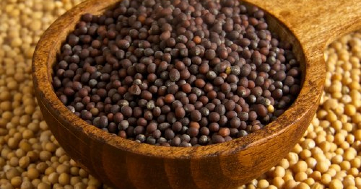 Boabele de Mustar - condiment si medicament - Biaplant