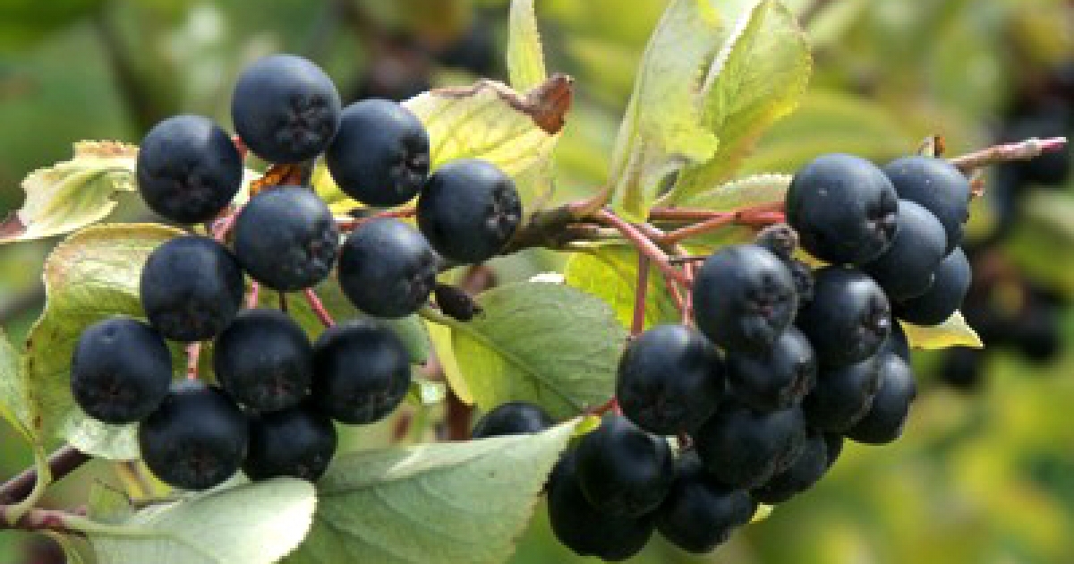 Fructele de Aronia - un super-aliment - Biaplant