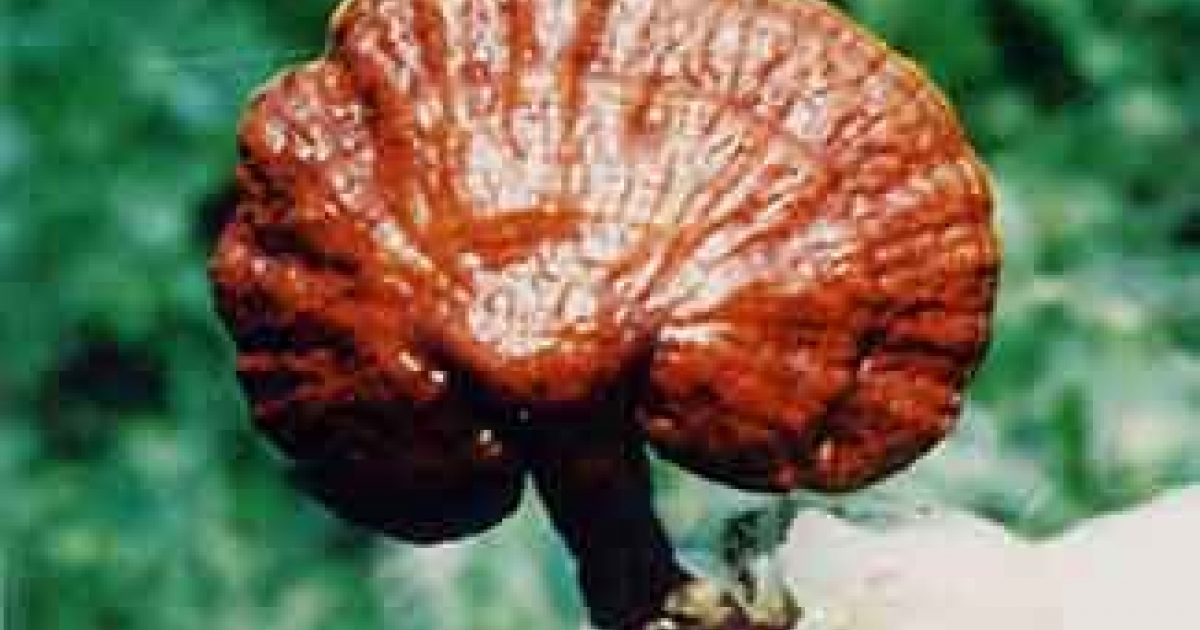 Ganoderma Lucidum - Reishi - ciuperca rosie - o ciuperca medicinala ...