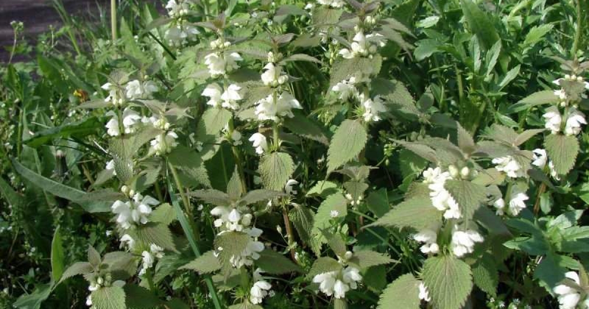 Urzica Moarta - o urzica cu efecte medicinale - Biaplant