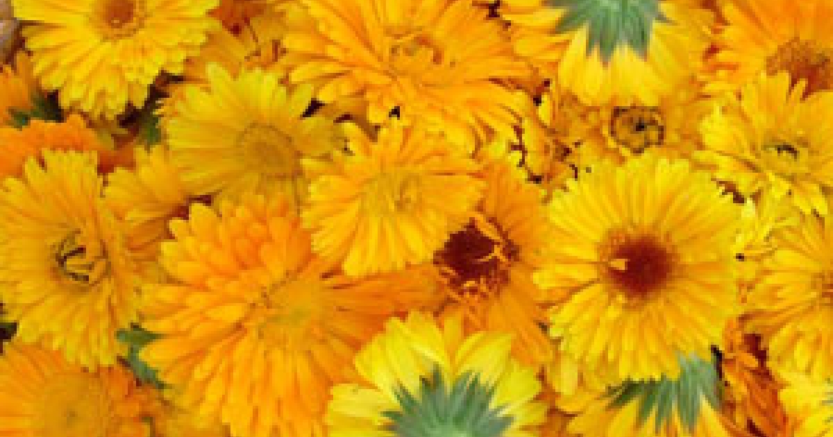 Galbenele - ornamentale si tamaduitoare - Biaplant