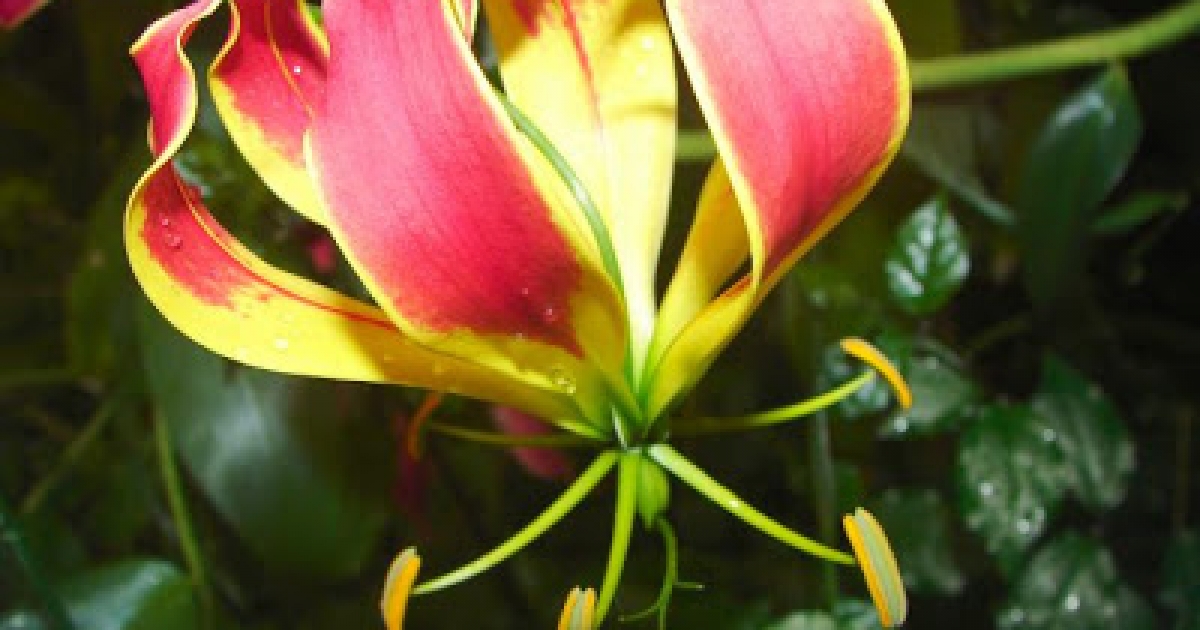 Gloriosa Superba - o floare ca o flacara arzand - Biaplant