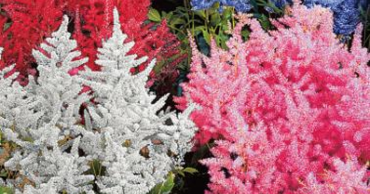 Astilbe - o floare decorativa, deosebita prin marime, frumusetea si ...