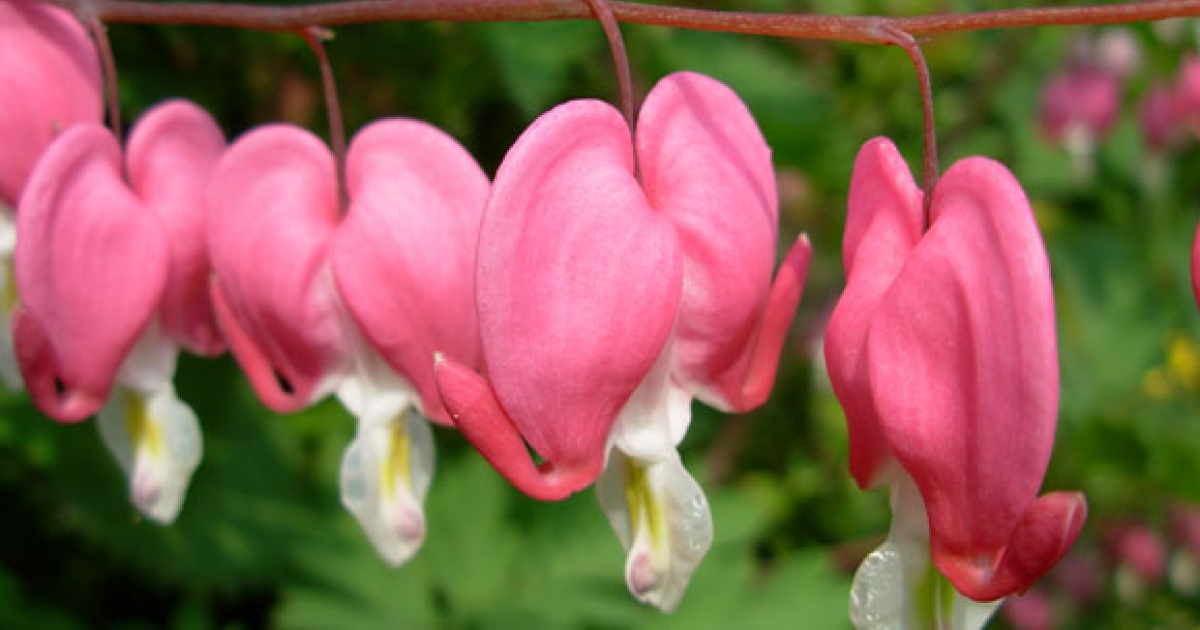 Dicentra Spectabilis - o inimioara roz - Biaplant