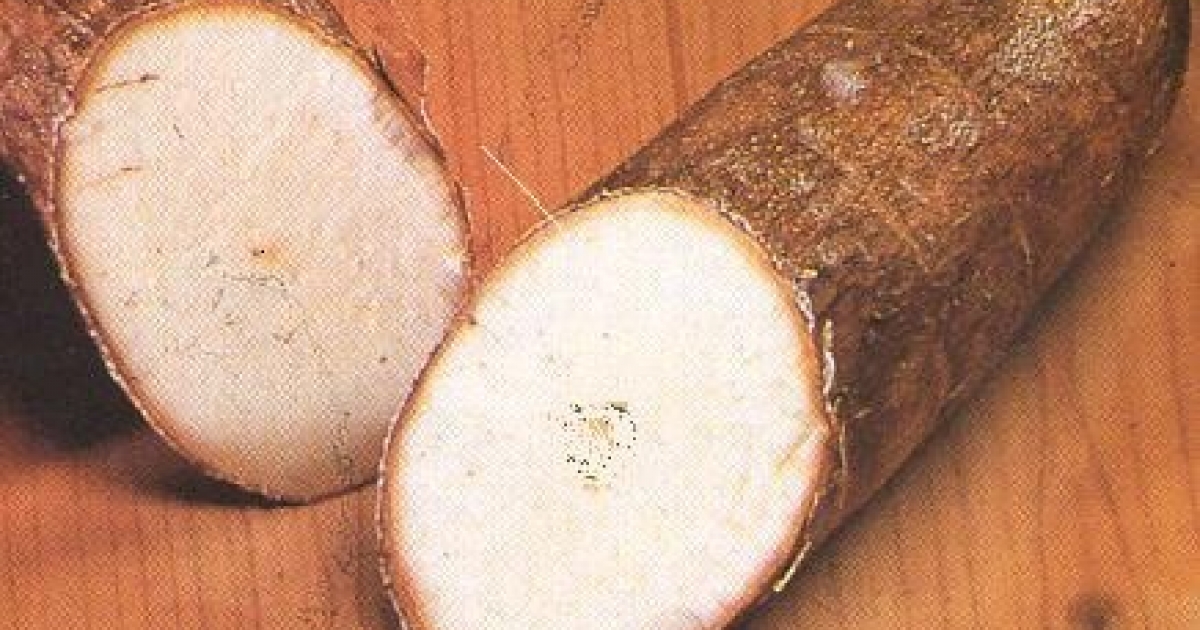 Maniocul - o sursa sanatoasa de carbohidrati - Biaplant