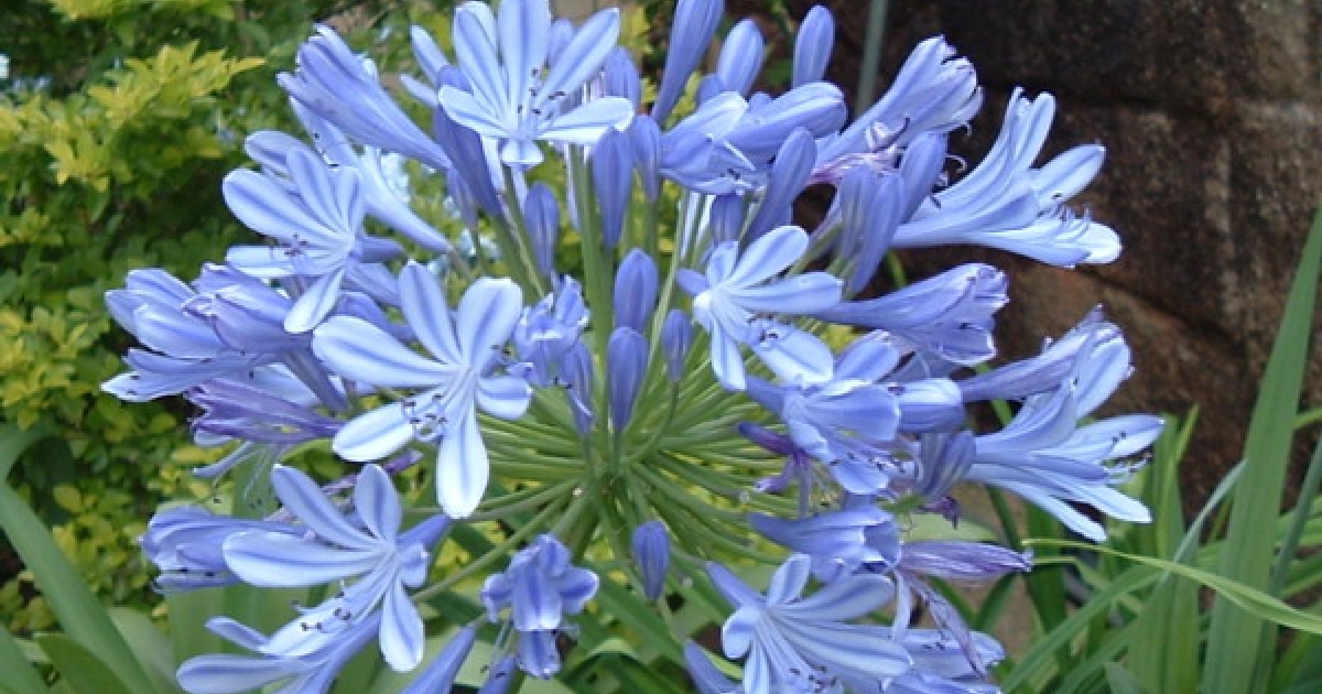 Crinul African - o floare ornamentala - Biaplant