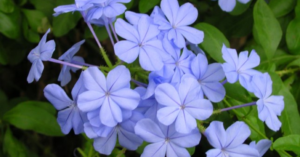 Floarea Amorului - o floare albastra ca cerul - Biaplant