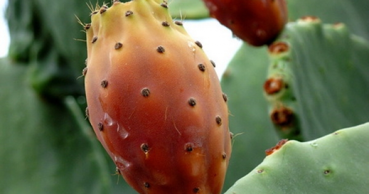 Cactusul Nopal - aliment si medicament - Biaplant