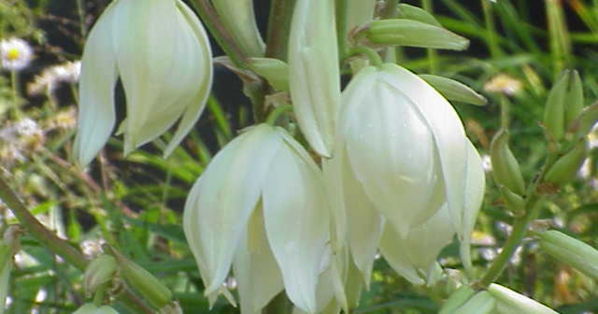 Yucca de Gradina - o planta ornamentala si medicinala - Biaplant