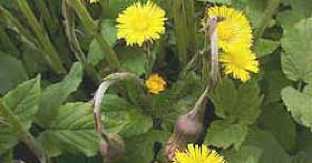 Podbalul - o planta medicinala - Biaplant