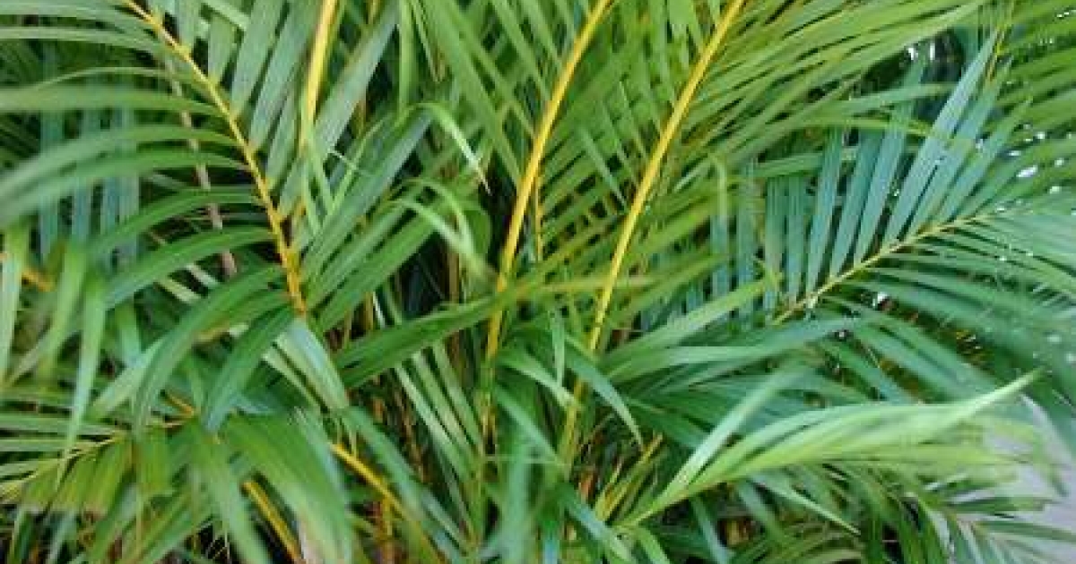 Palmierul Areca - o planta decorativa de interior rezistenta si foarte ...