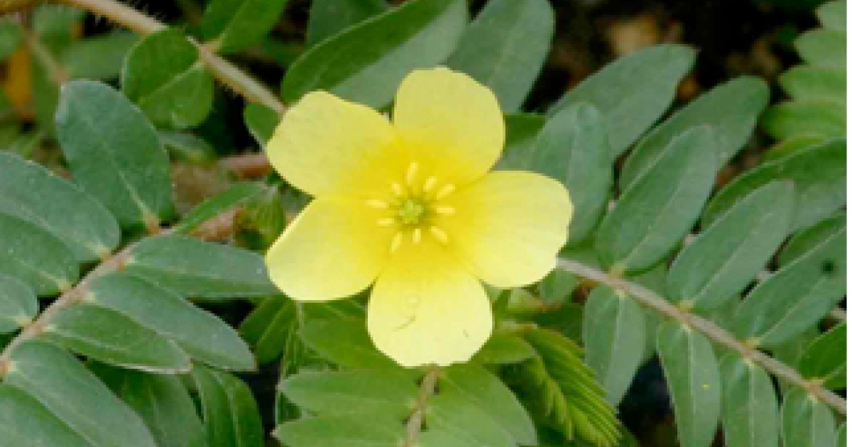 Coltii Babei - un remediu natural in tulburari sexuale - Biaplant