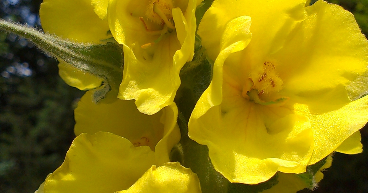 Coada Vacii - o planta medicinala - Biaplant