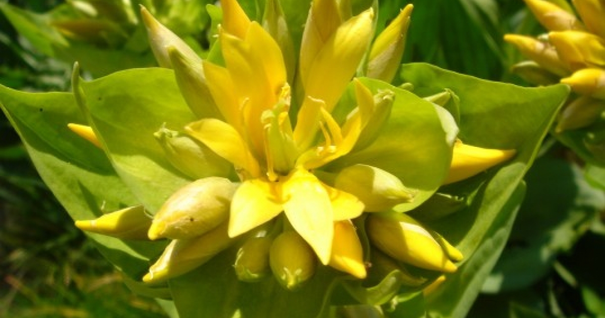 Ghintura Galbena - o planta medicinala - monument al naturii - Biaplant