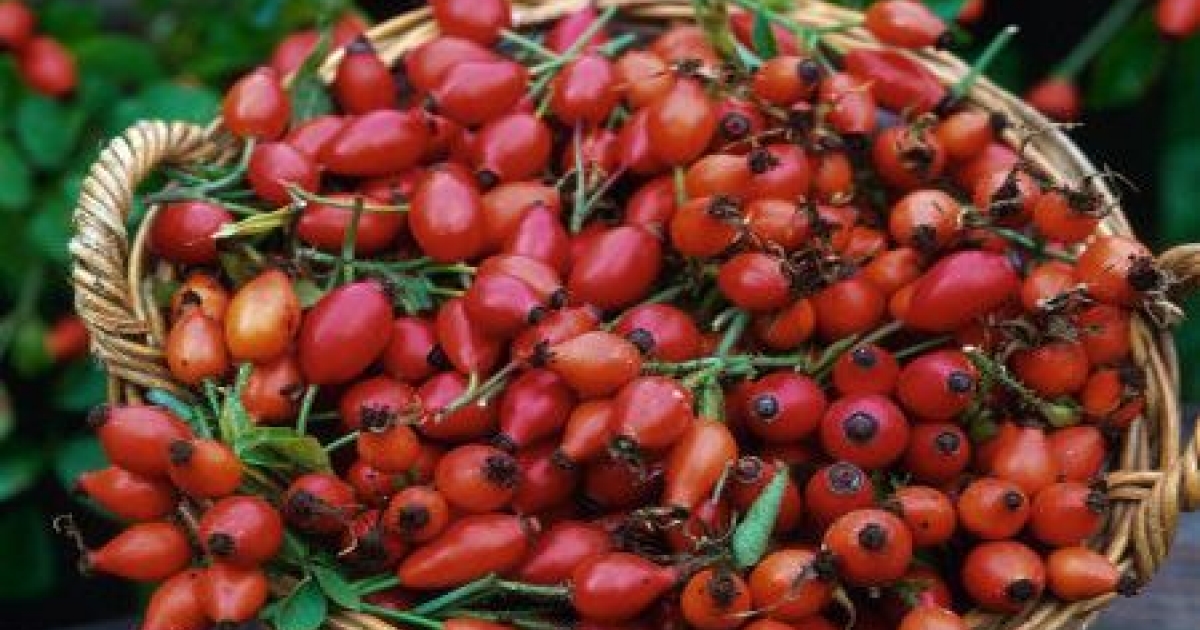 Despre beneficiile medicinale și alimentare ale fructelor, frunzelor ...