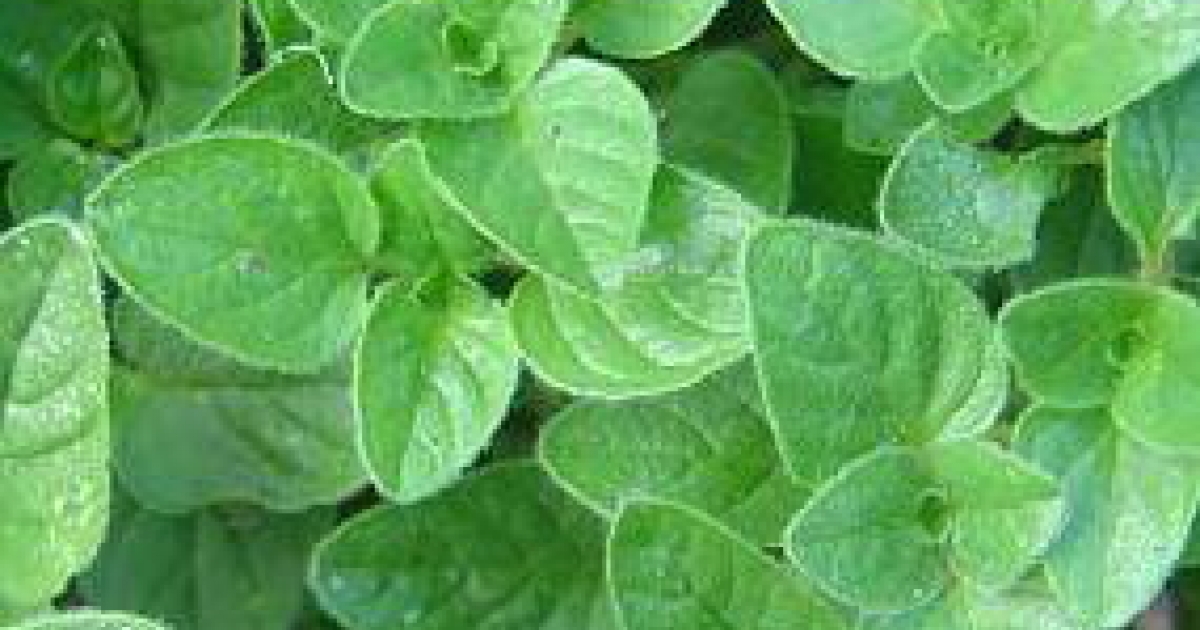 Oregano - o planta aromatica si medicinala - Biaplant