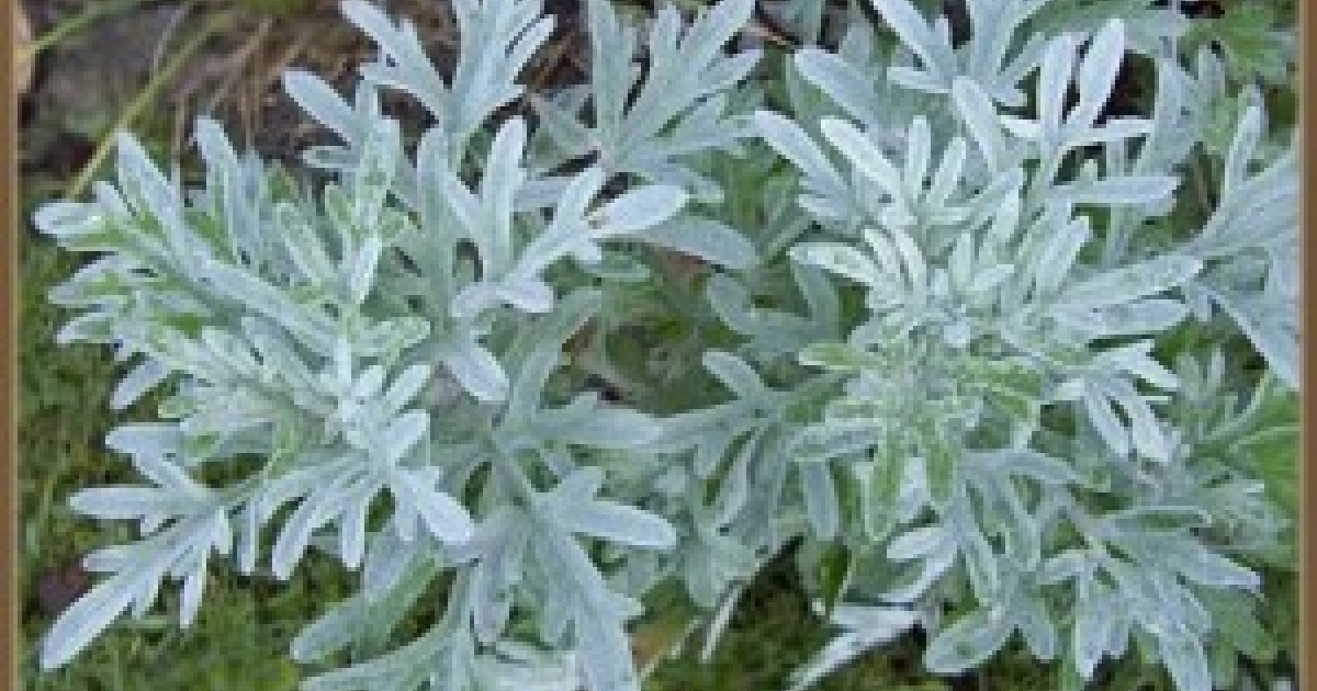 Pelinul - o planta tonic - amara, cu beneficii pentru sanatate - Biaplant