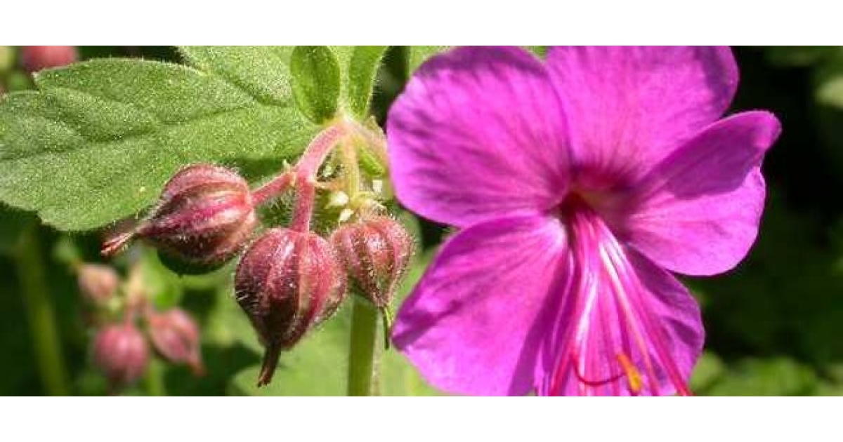Priboiul, Floarea raiului - o planta medicinala, eficienta iin tratarea ...