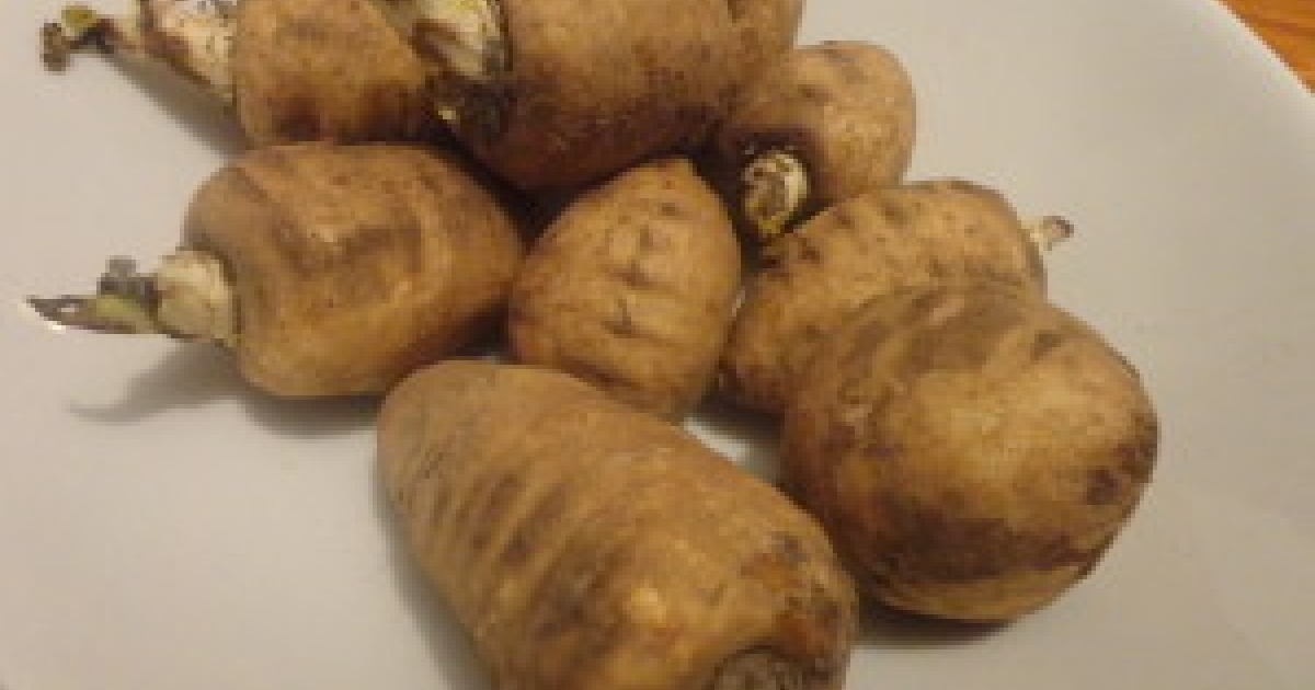 Baraboiul - un tubercul comestibil, uitat in timp - Biaplant