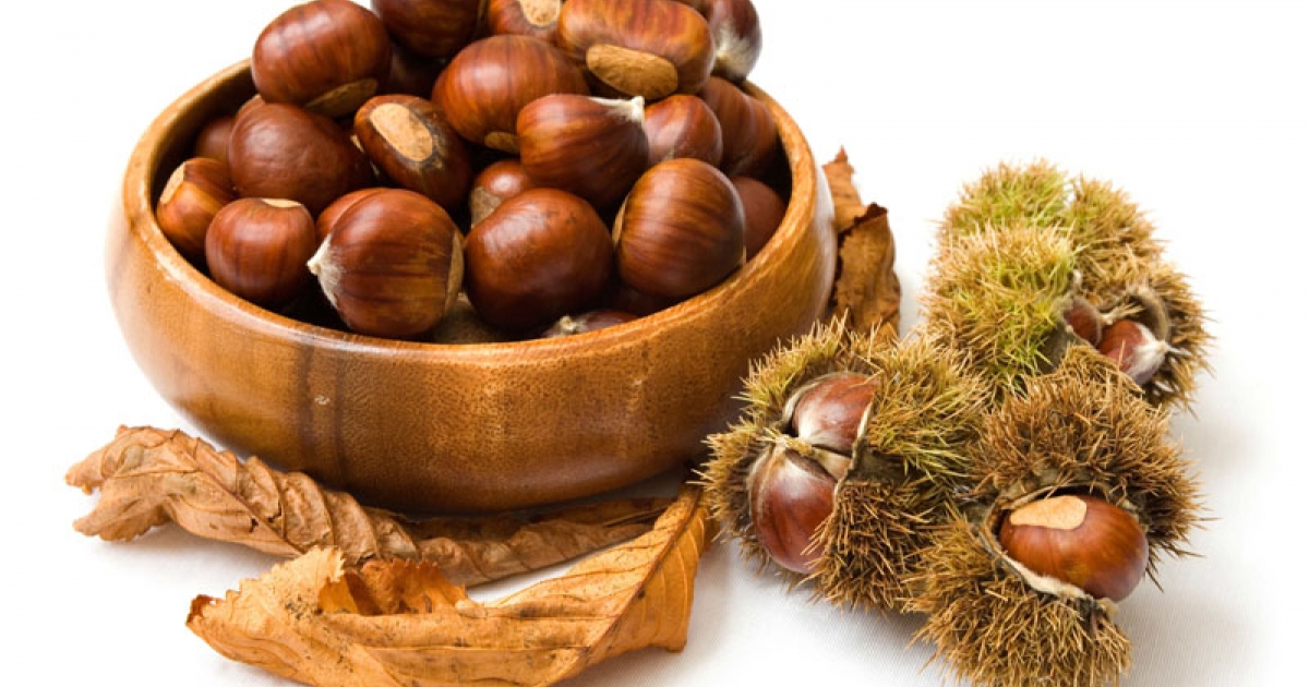Castane comestibile - aliment si medicament - Biaplant