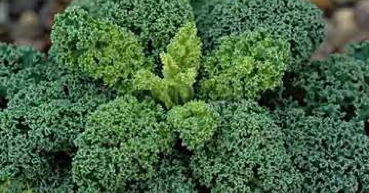Varza Furajera - o planta uitata, cu calitati uimitoare - Biaplant