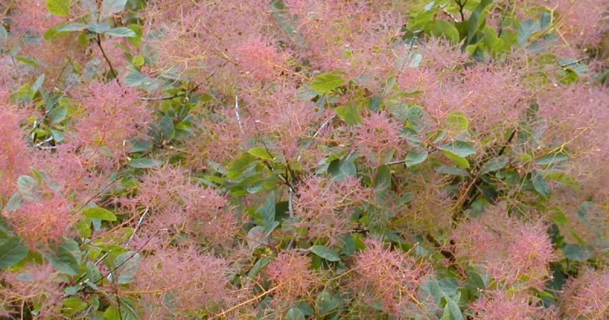 Scumpie - un arbust decorativ, cu beneficii pentru sanatate - Biaplant