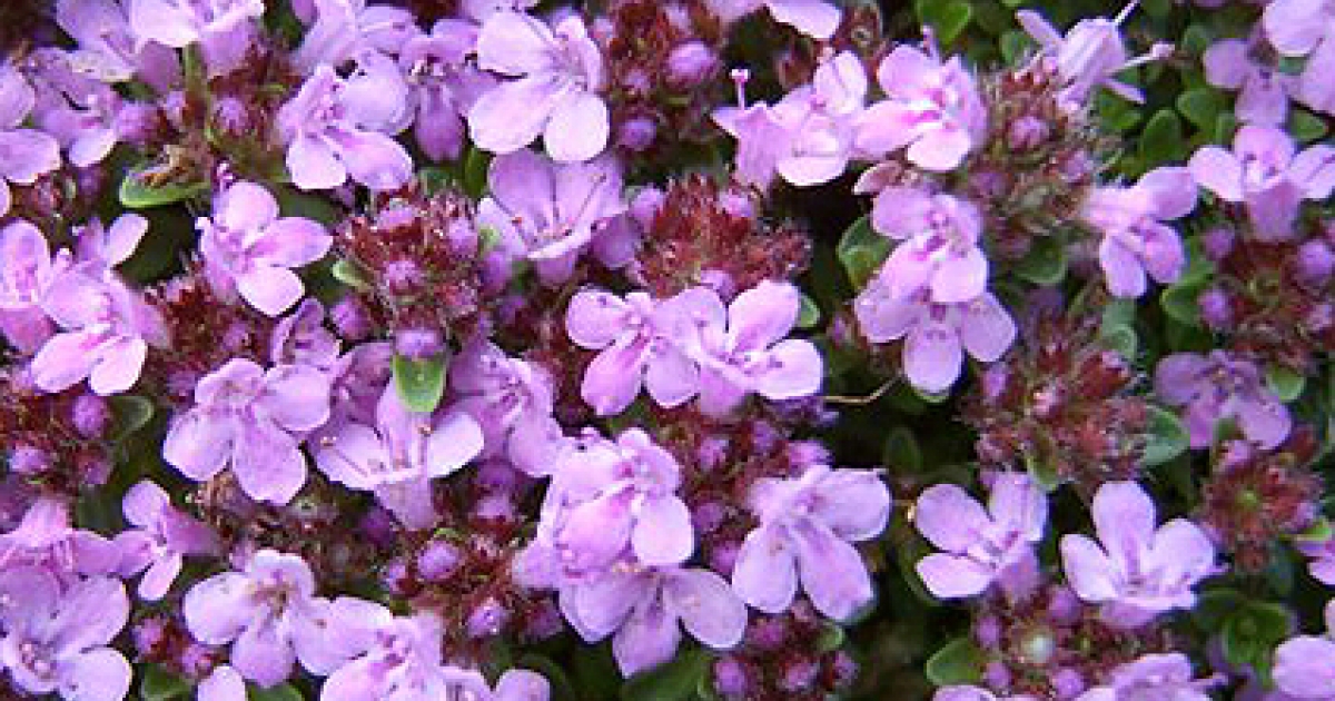 Cimbrisorul - o planta cu calitati medicinale - Biaplant