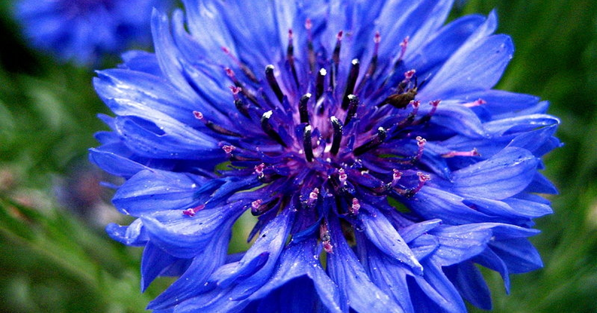 Albastrita - o planta melifera, cu calitati tonice, calmante si ...