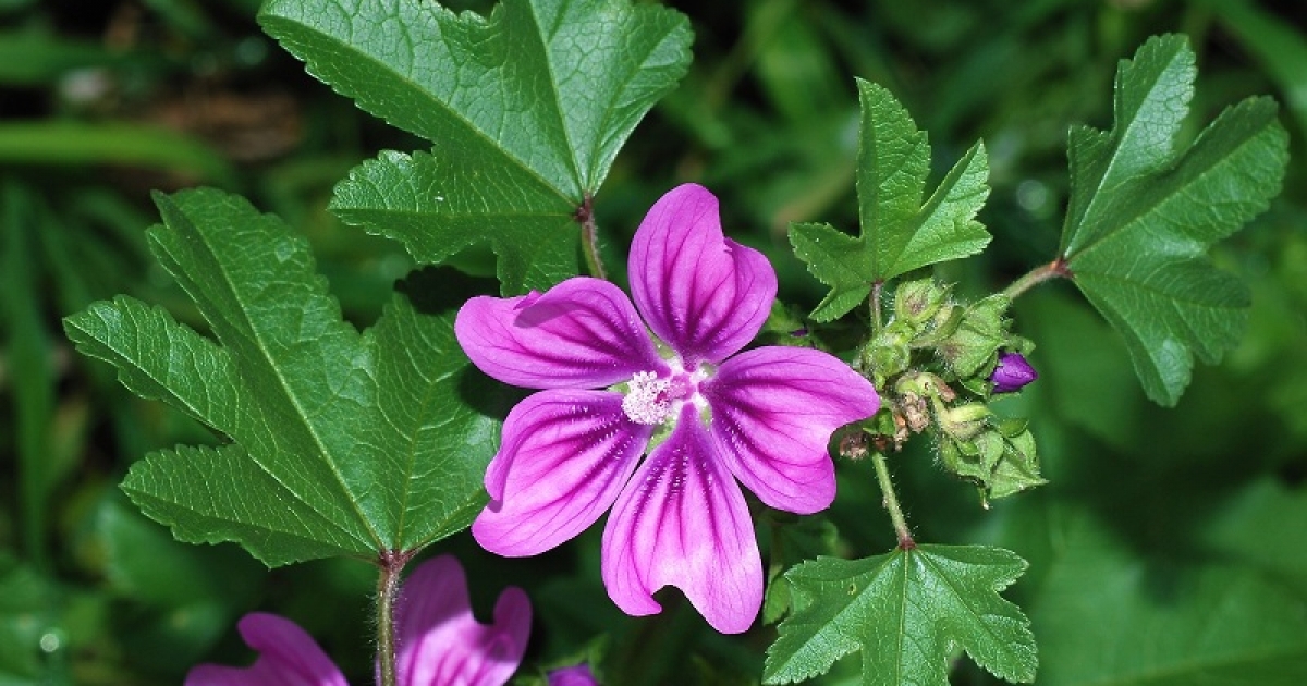 Casul - Popii, Nalba - o plantă vindecătoare - Biaplant