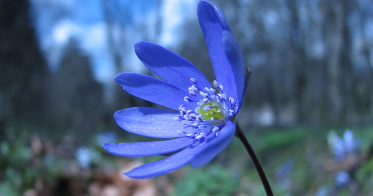 Flori albastre, minunate in gradina, balcon, terasa - Biaplant