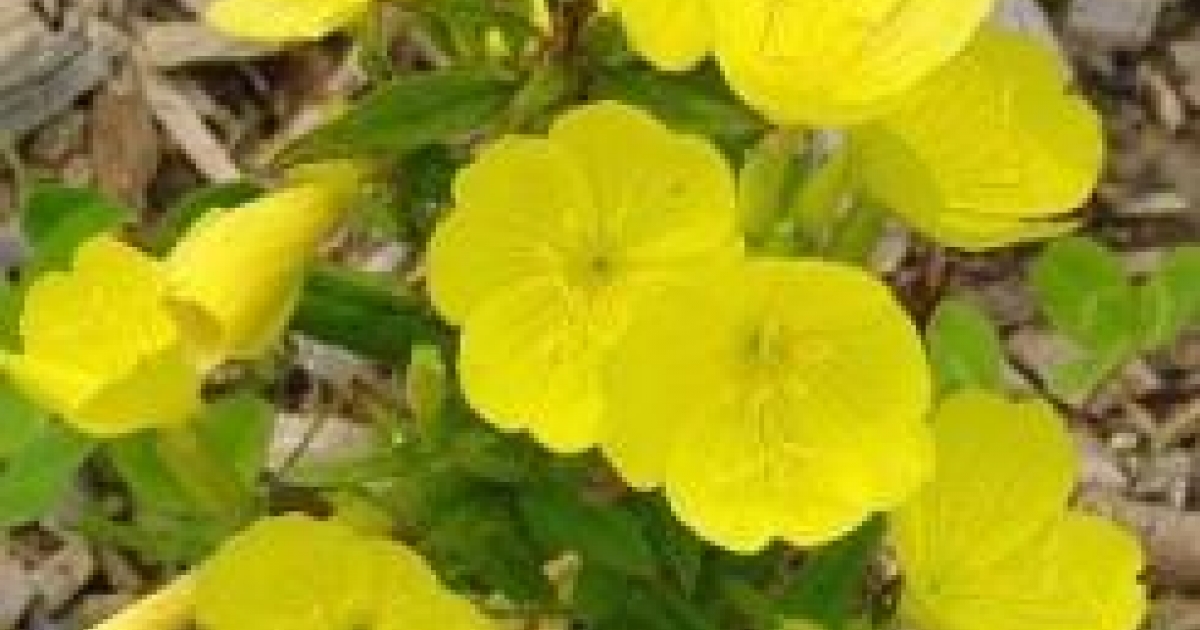Luminita noptii - o planta medicinala cu numeroase beneficii pentru ...