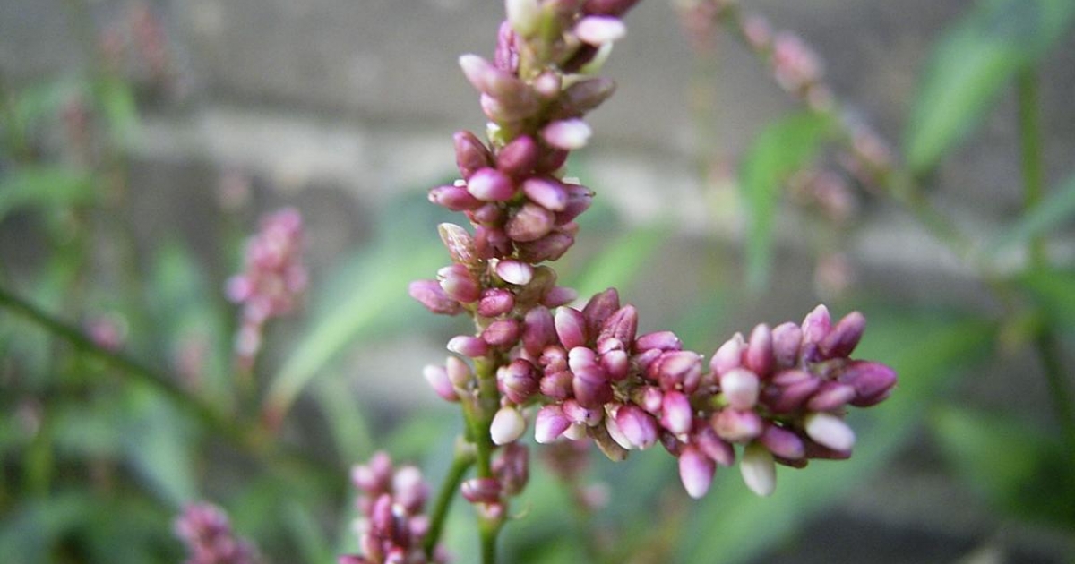 Piperul baltii - o planta cu calitati hemostatice - Biaplant