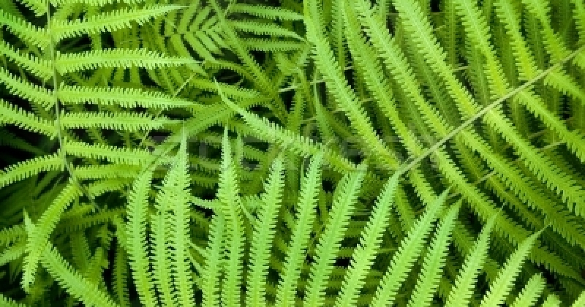 Feriga - planta medicinala, si planta ornamentala - Biaplant