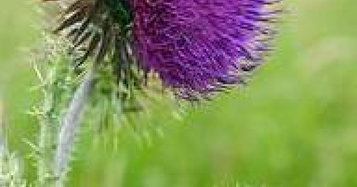 Ciulinul - un spin cu calitati tamaduitoare - Biaplant