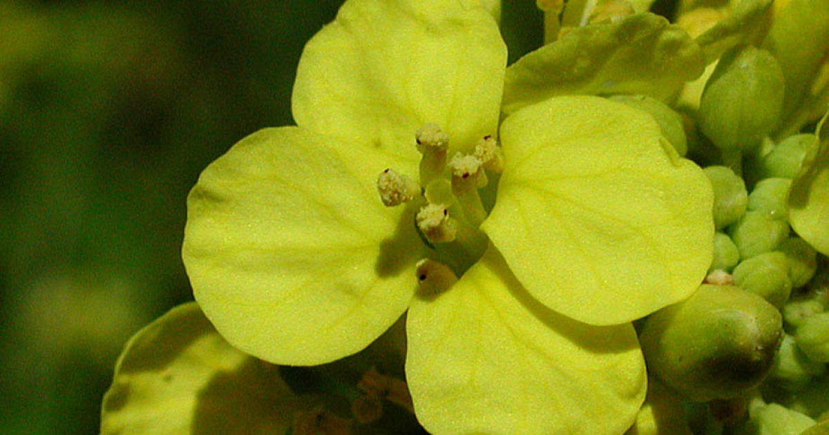 Mustarul negru - un remediu natural de exceptie - Biaplant