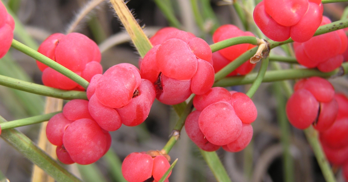 Carcelul, un arbust cu efecte bronhodilatatoare - Biaplant
