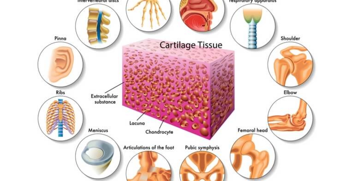 COLAGENUL SI ELASTINA - esentiale in organism - Biaplant